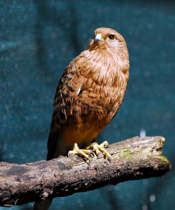 Red falcon stock photo. Image of standing, yellow, eagle - 7038028