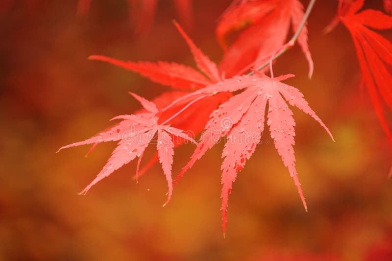 Red in the fall stock photo. Image of reflect, foliage - 21254646