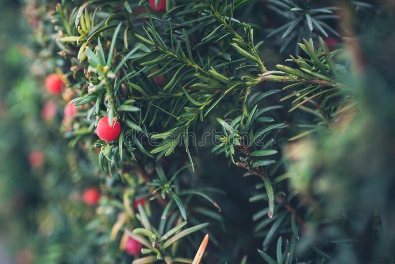 Red Fall Berries Growing on a Bush on Blurred Green Background in Park ...