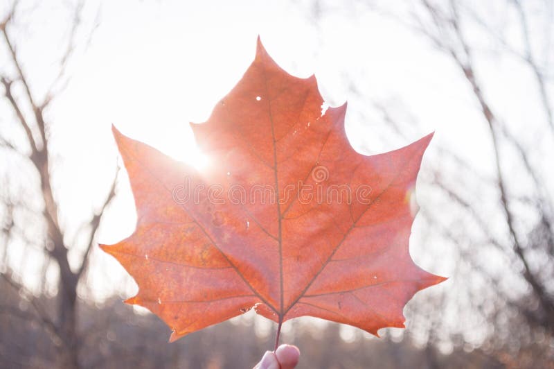 Fall sunshine Maple leaf stock photo. Image of sunshine - 113311856