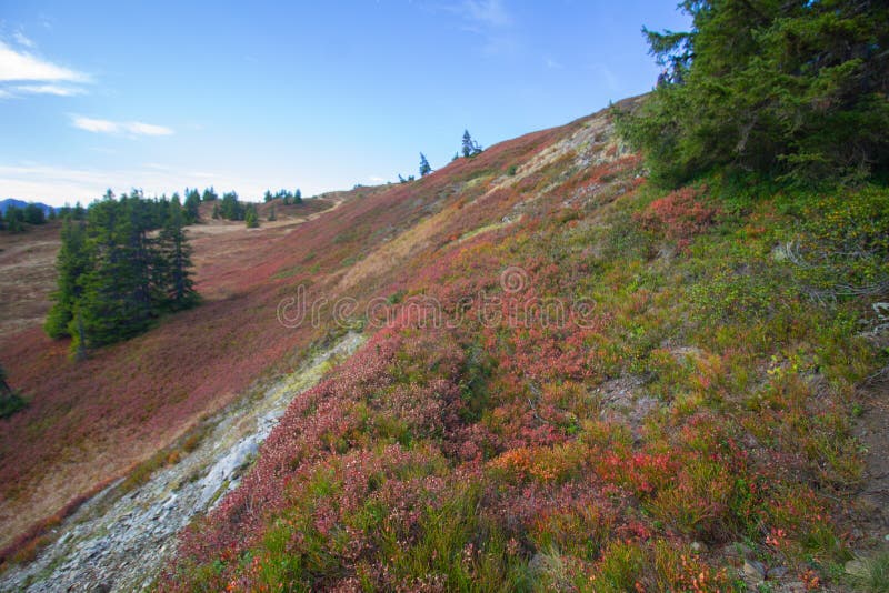 Red Fall Colors of Heather in Fall during a Hiking Trip in the Austrian ...