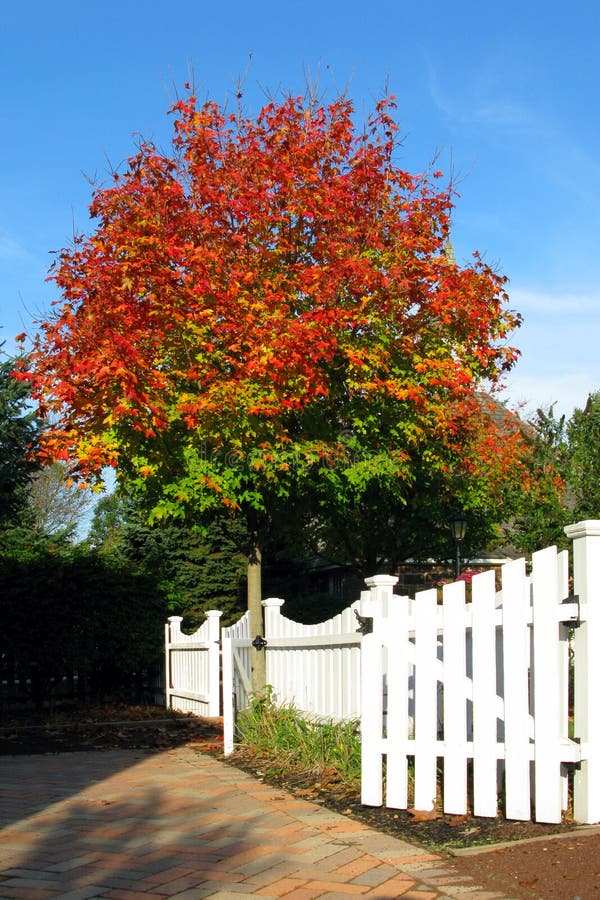 Red Fall Colors Tree and White Garden Picket Fence Stock Image - Image ...