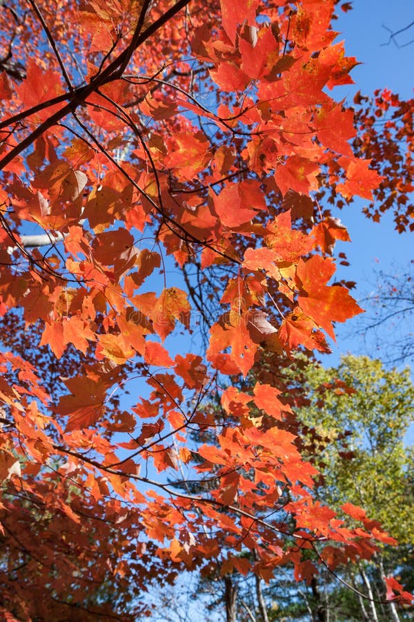 Red Fall Foliage Against Big Blue Sky Stock Photo - Image of fall ...