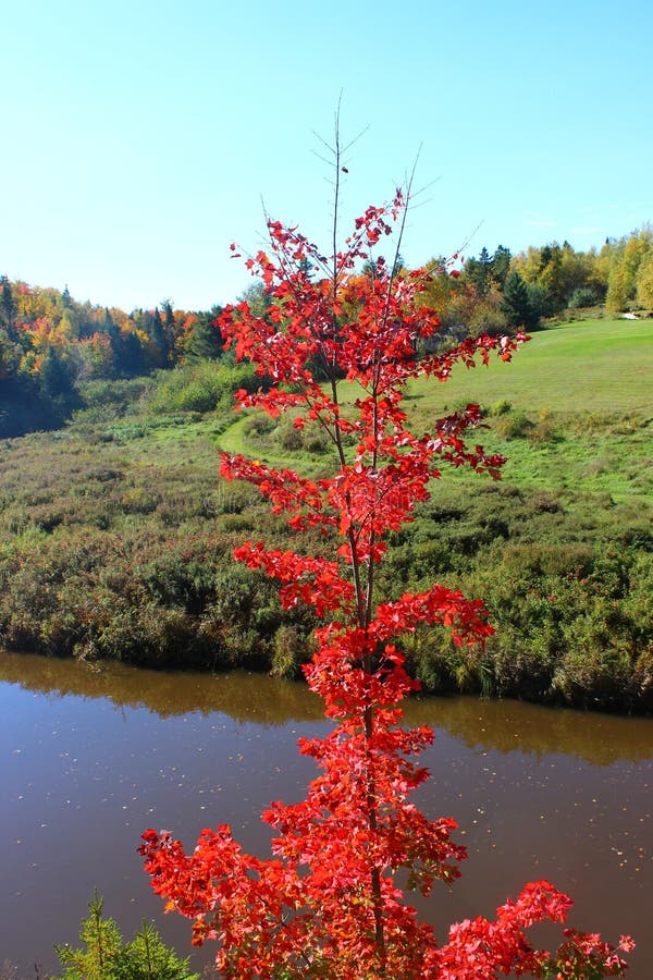Red fall foliage stock photo. Image of river, pond, wilderness - 343021702