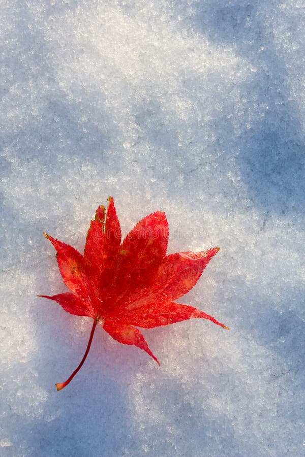 Red fall leaf stock photo. Image of cold, plant, loneliness - 7106348