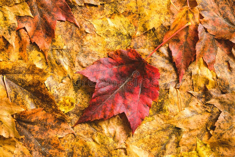 Red Fall Leaf on a Background of Yellow Autumn Leaves Stock Image ...
