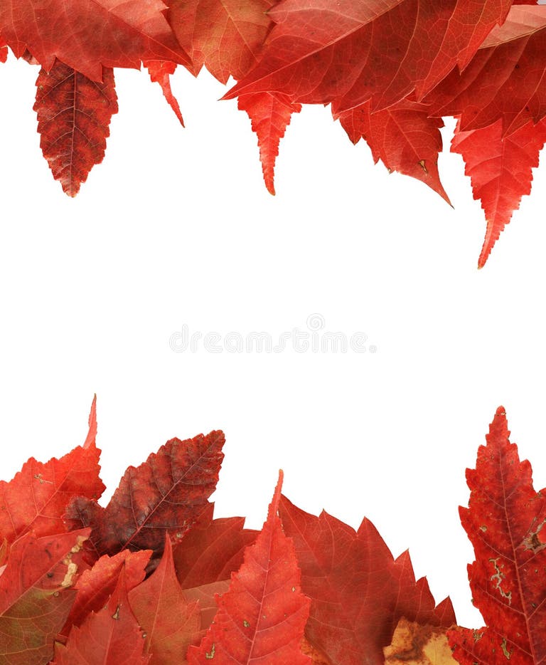 540+ Border fall leaf Free Stock Photos - StockFreeImages