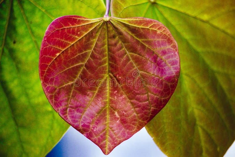 Red Fall Leaf stock photo. Image of heart, shaped, leaf - 108854496