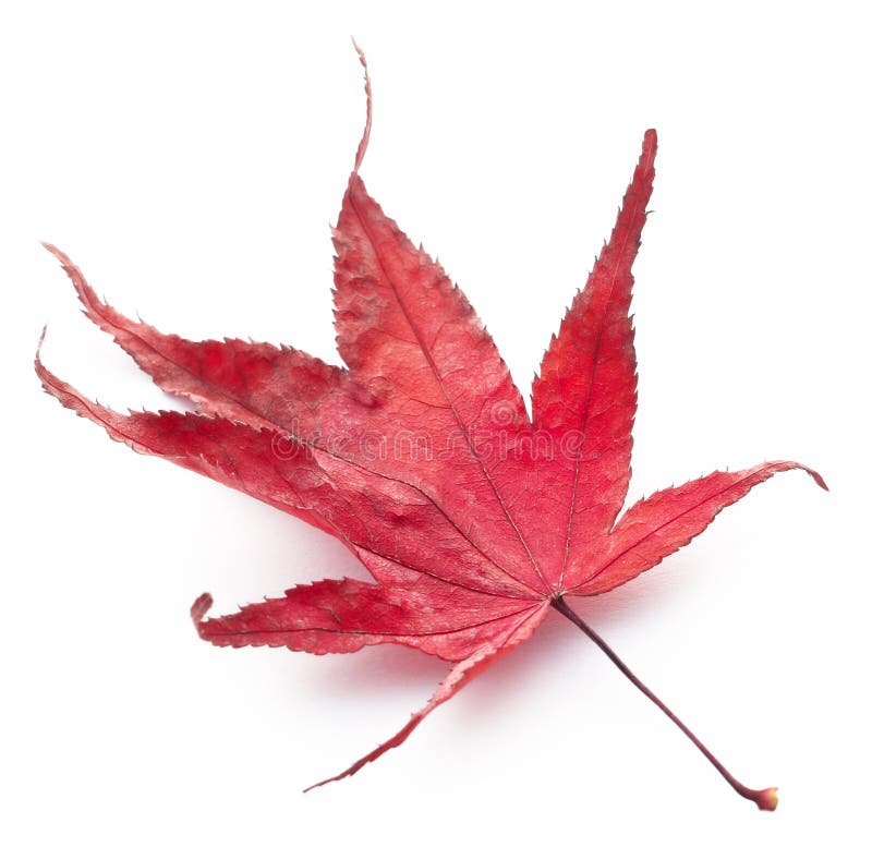 Red fall leaf isolated stock photo. Image of orange - 131702428