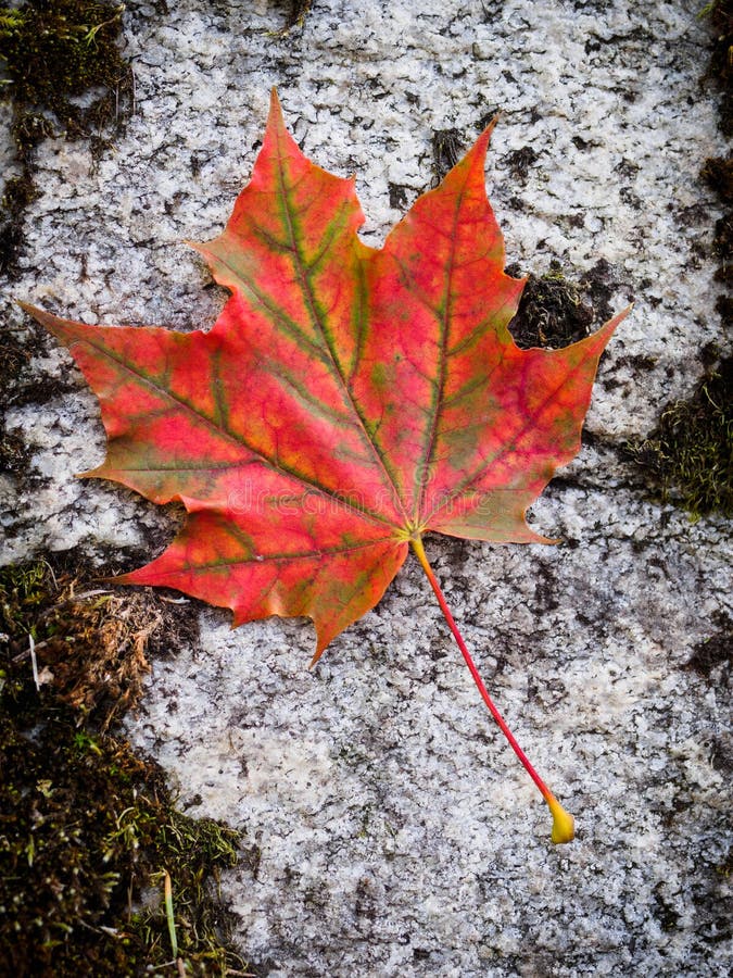 Red fall leaf stock image. Image of leaves, nature, leaf - 45472743