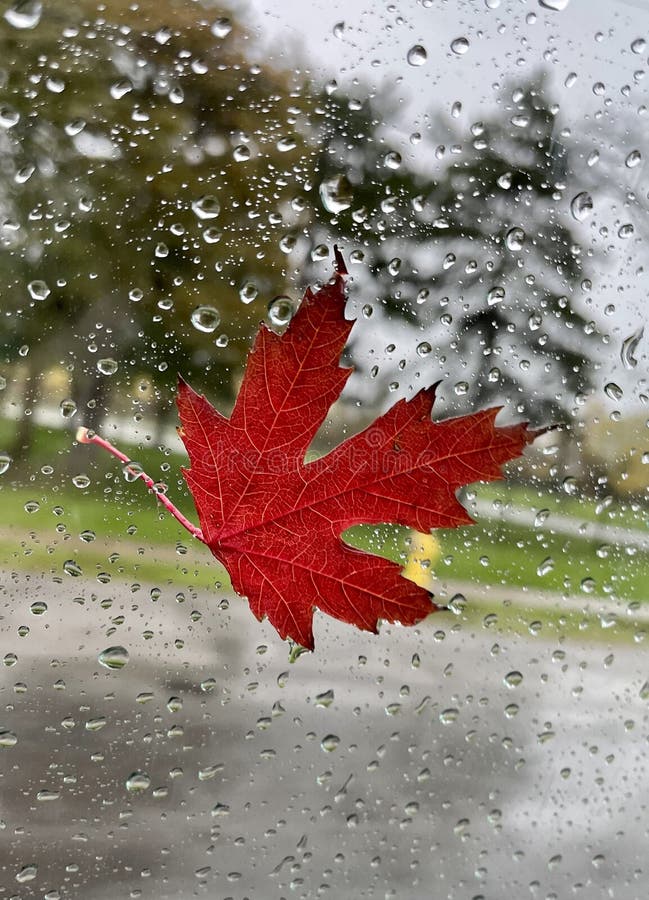 Red Fall Leaf Stuck on Window with Rain Drops Stock Photo - Image of ...