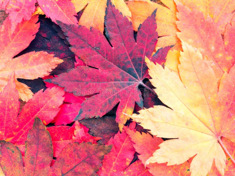 Red fall leaves background stock image. Image of fading - 60194183