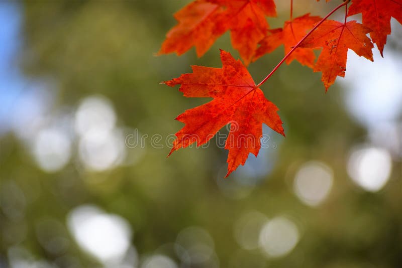 Red fall leaves stock image. Image of leaves, branch - 79174709