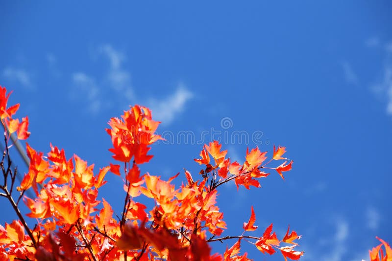 Fall leaves stock photo. Image of brightening, orange - 79175892
