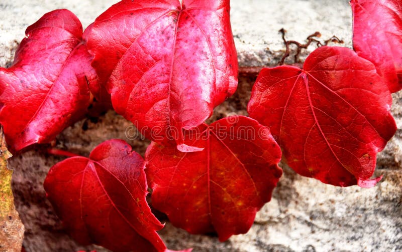 Red Fall leaves stock photo. Image of bright, background - 101701624