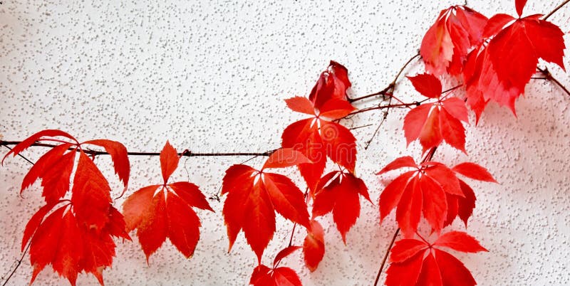 Red Fall leaves stock photo. Image of leaves, tree, fresh - 101701922