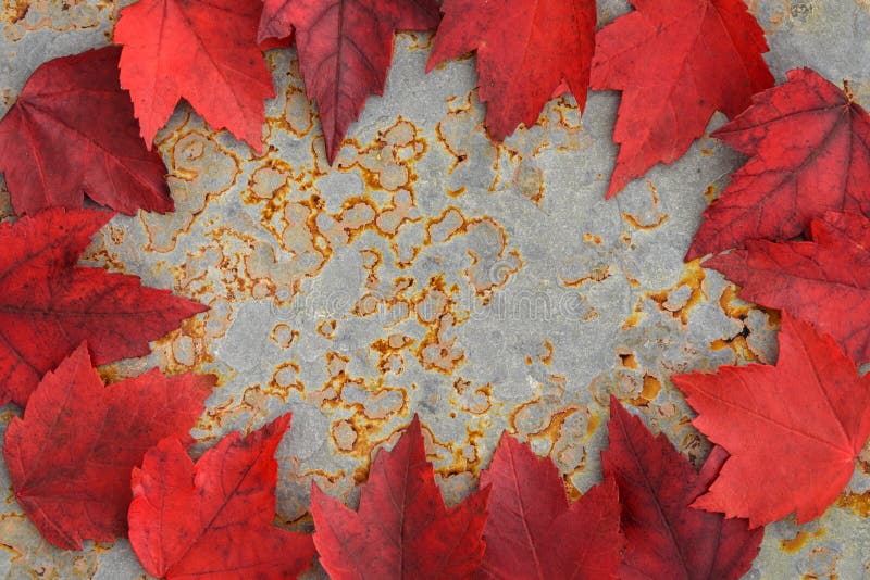 Fall color - red leaves stock photo. Image of autumn - 101834120