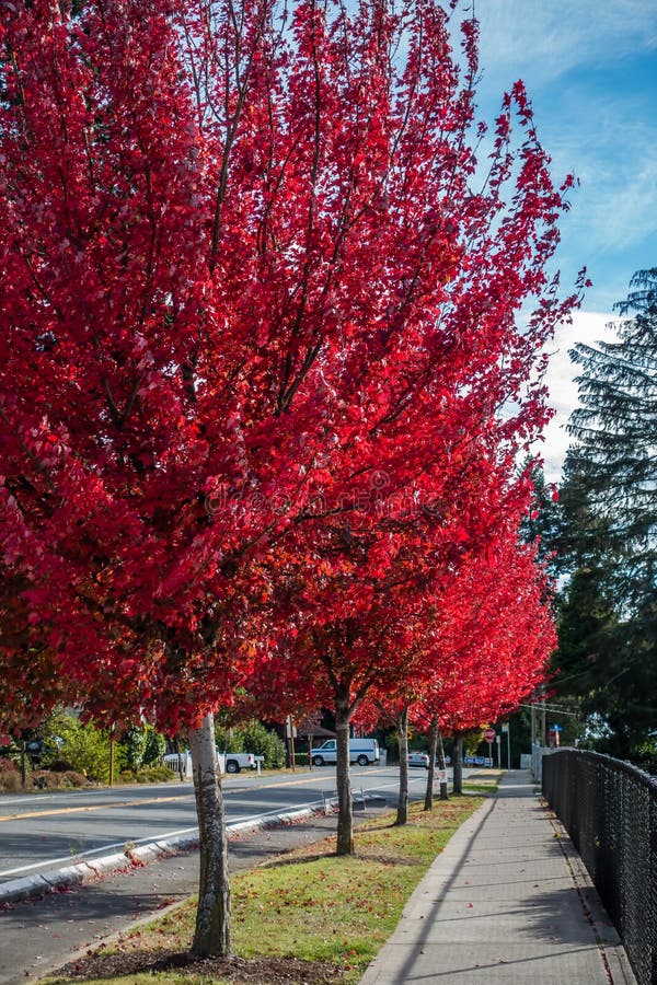 Red Fall Leaves 3 stock image. Image of outdoors, fall - 101564387