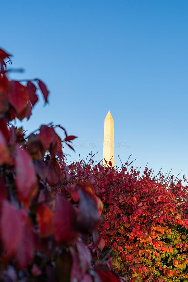 Red Fall Leaves and the Washington Monument, Sunny Blue Sky Stock Image ...