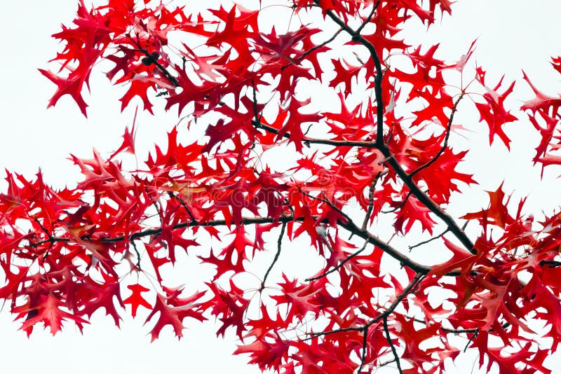 Red Fall Leaves on White Background Stock Photo - Image of chinese ...