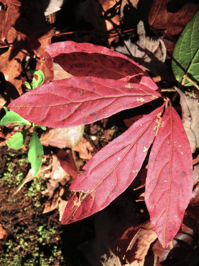 Red fall long oval leaves stock photo. Image of orientation - 201949832