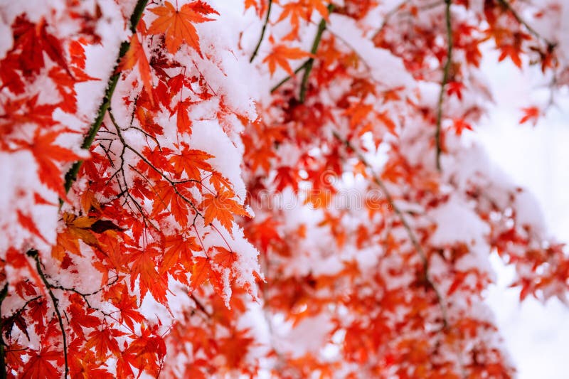 Red Fall Maple Tree Covered in Snow Korea. Stock Image - Image of ...