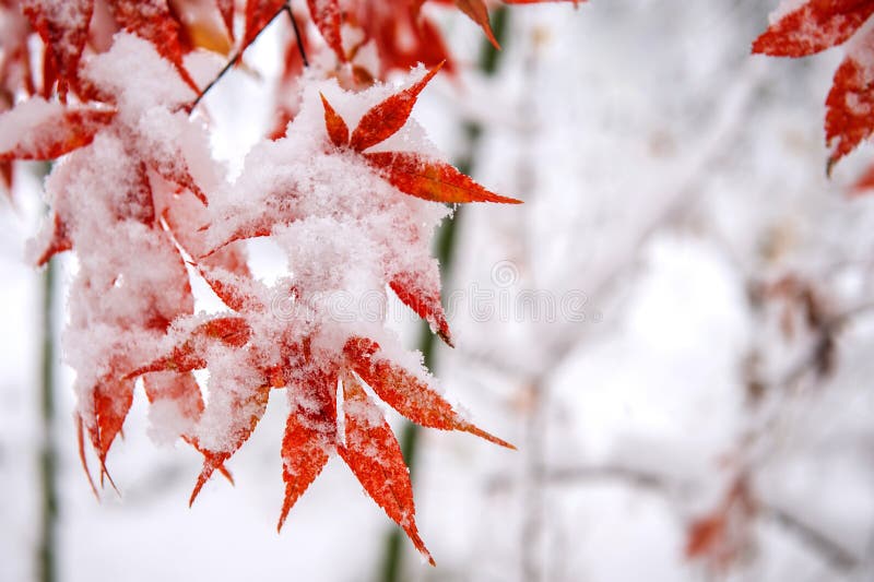 Red Fall Maple Tree Covered in Snow Korea. Stock Image - Image of ...