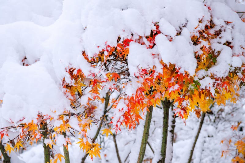 Red Fall Maple Tree Covered in Snow Korea. Stock Image - Image of maple ...