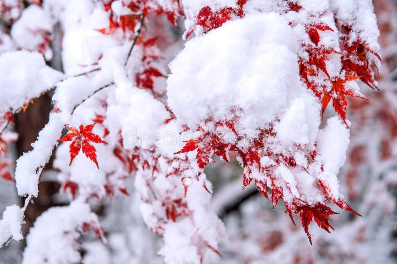Red Fall Maple Tree Covered in Snow Korea. Stock Photo - Image of park ...