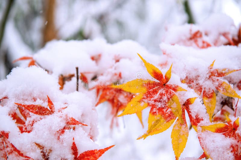 Red Fall Maple Tree Covered in Snow, Korea. Stock Photo - Image of ...