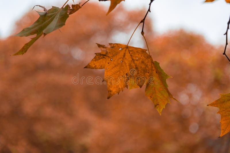 Fall red Maple leaf stock image. Image of hope, color - 296409657