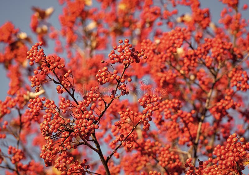 Red Fall Rowan Branch. Selective Focus of Red Fall Rowan Stock Photo ...