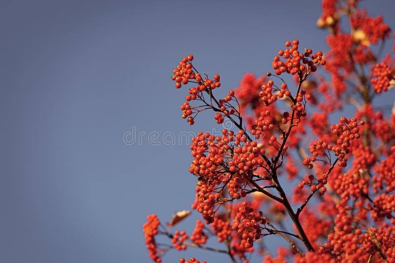 Red Fall Rowanberry Branch. Season Red Fall Rowanberry Stock Image ...