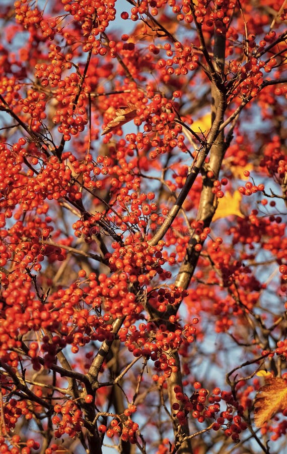 Red Fall Rowanberry Branches. Red Fall Rowanberry Stock Image - Image ...