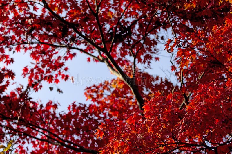 Red fall tree branch stock photo. Image of leaves, copy - 61373528