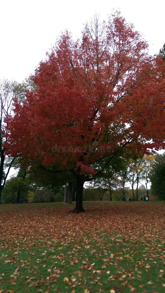 Red fall stock photo. Image of fall, park, tree, central - 82684828