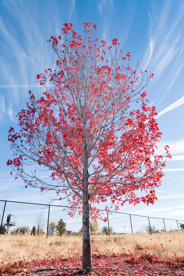 Red fall tree stock photo. Image of beautiful, season - 79505570