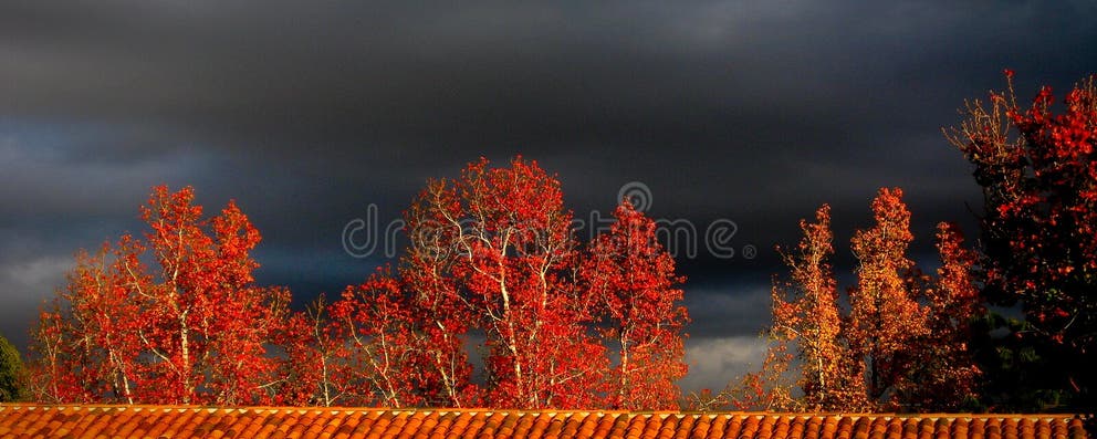 Red Fall Trees with Black Sky Stock Image - Image of background, leaves ...