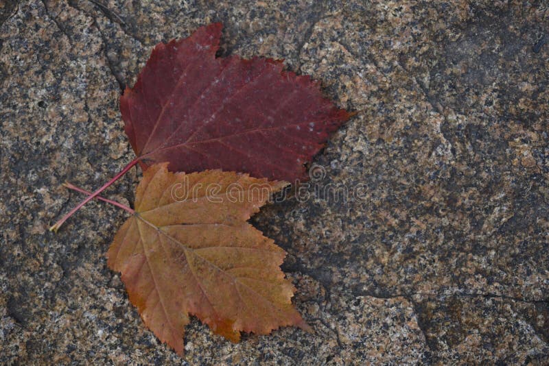 Autumn Red Leaf on Granite Stone Stock Photo - Image of plant, solid ...