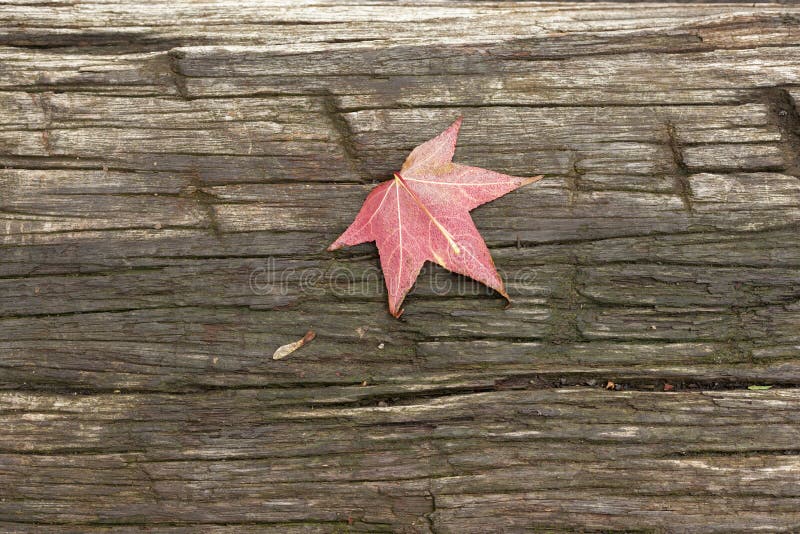 Red Fallen Autumn Maple Leaf Lying on an Old Wooden Table, Top View ...