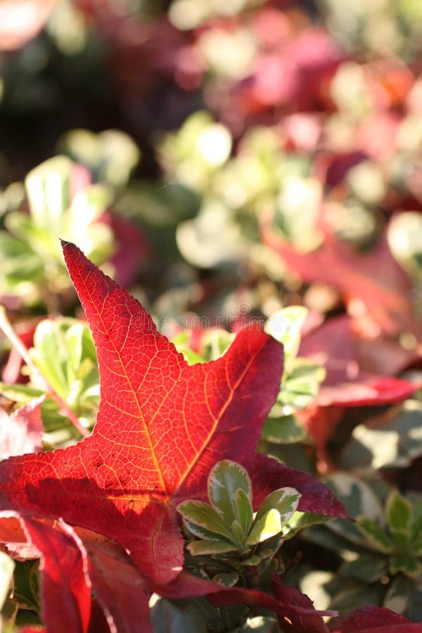 Red Fallen Leaf stock image. Image of leaves, backlit - 12044793