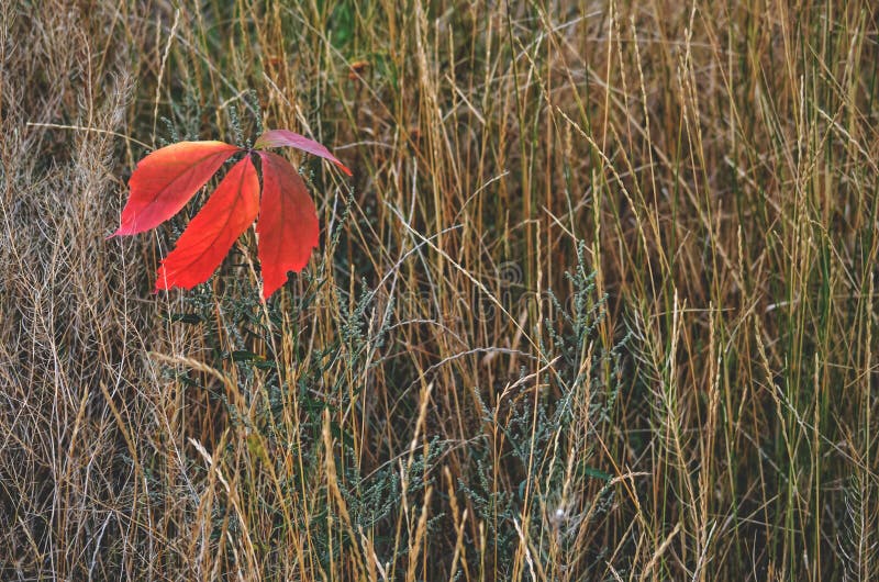 Red fallen leaves stock photo. Image of ground, naturephotography ...