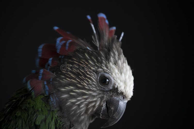 Red-fan Parrot stock image. Image of colors, hawkheaded - 128082239