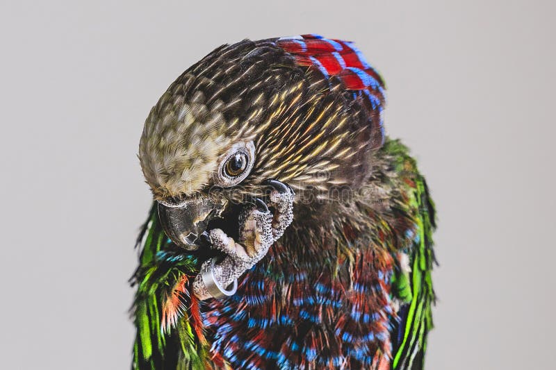 Red-fan Parrot stock image. Image of feather, cute, animal - 128082169