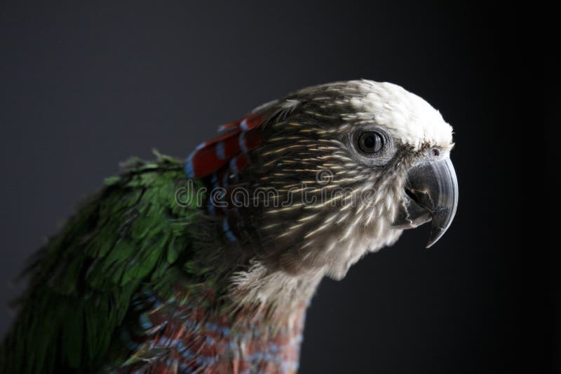 Red-fan Parrot stock image. Image of white, exotic, green - 128082207