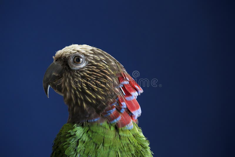 Red-fan Parrot stock image. Image of redfan, deroptyus - 128082241