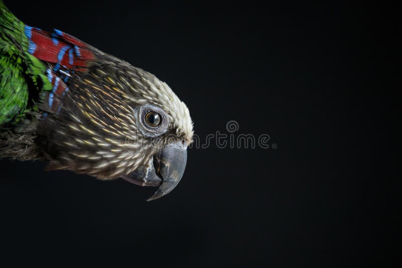 Red-fan Parrot stock image. Image of closeup, parrot - 128082245