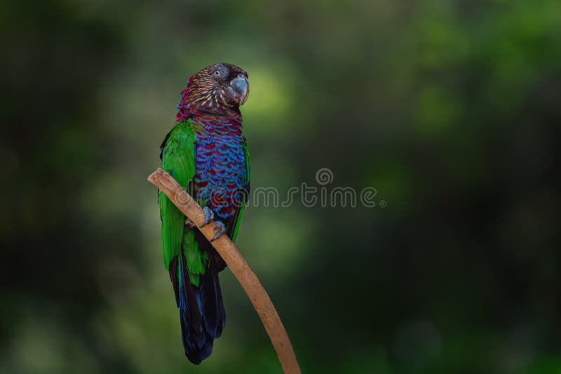 Red-fan Parrot bird stock image. Image of ornithology - 306949965