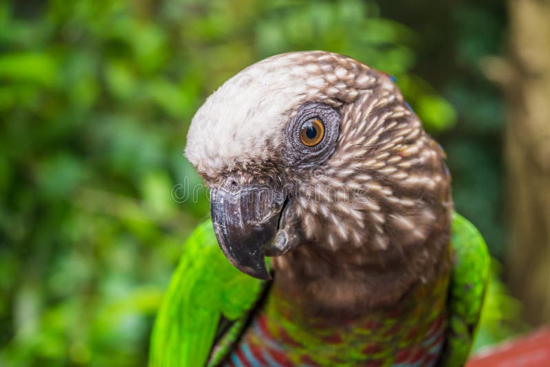 Red-fan parrot stock image. Image of brown, green, tropical - 64247463