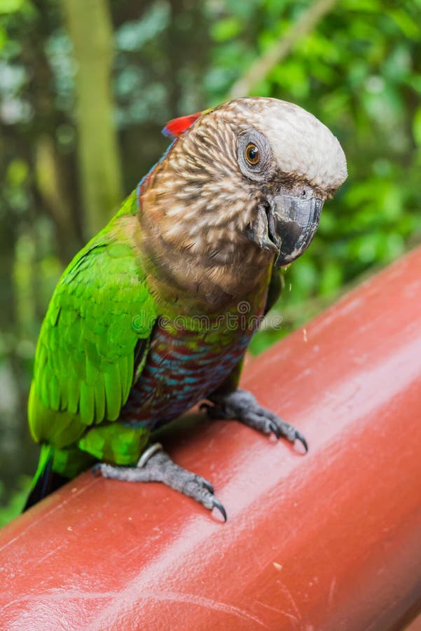 Red-fan parrot stock photo. Image of colorful, hawk, color - 64247498